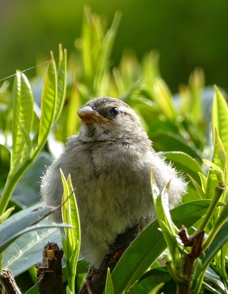 Ein junger Spatz (Haussperling) Foto & Bild | frühling, sperlinge ...