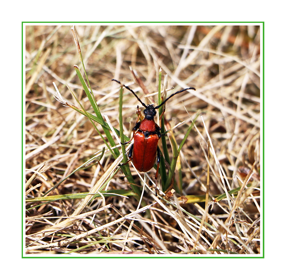 ...ein Käfer Foto & Bild | natur, insekten, tiere Bilder auf fotocommunity