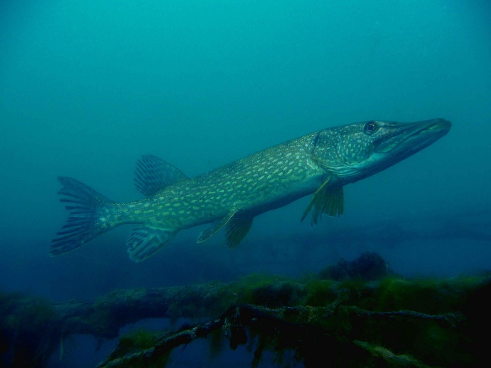 ein kapitaler Hecht Foto & Bild | tiere, wildlife, fische Bilder auf ...