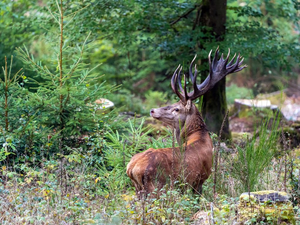 Ein kapitaler Hirsch Foto & Bild | tiere, wildlife, säugetiere Bilder ...