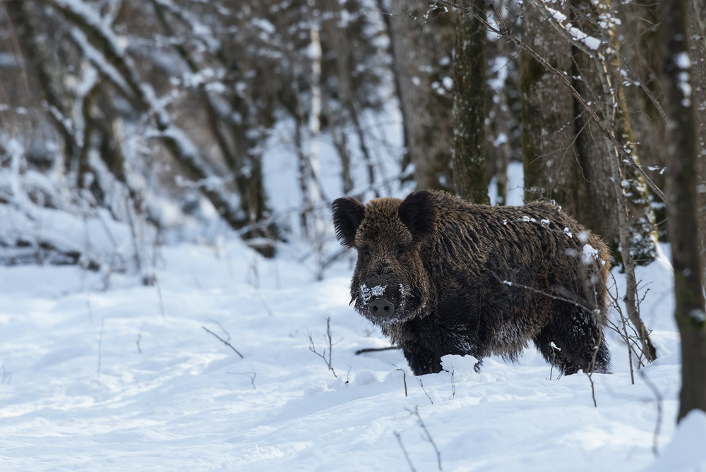 ein Keiler Foto & Bild | tiere, wildlife, säugetiere Bilder auf ...