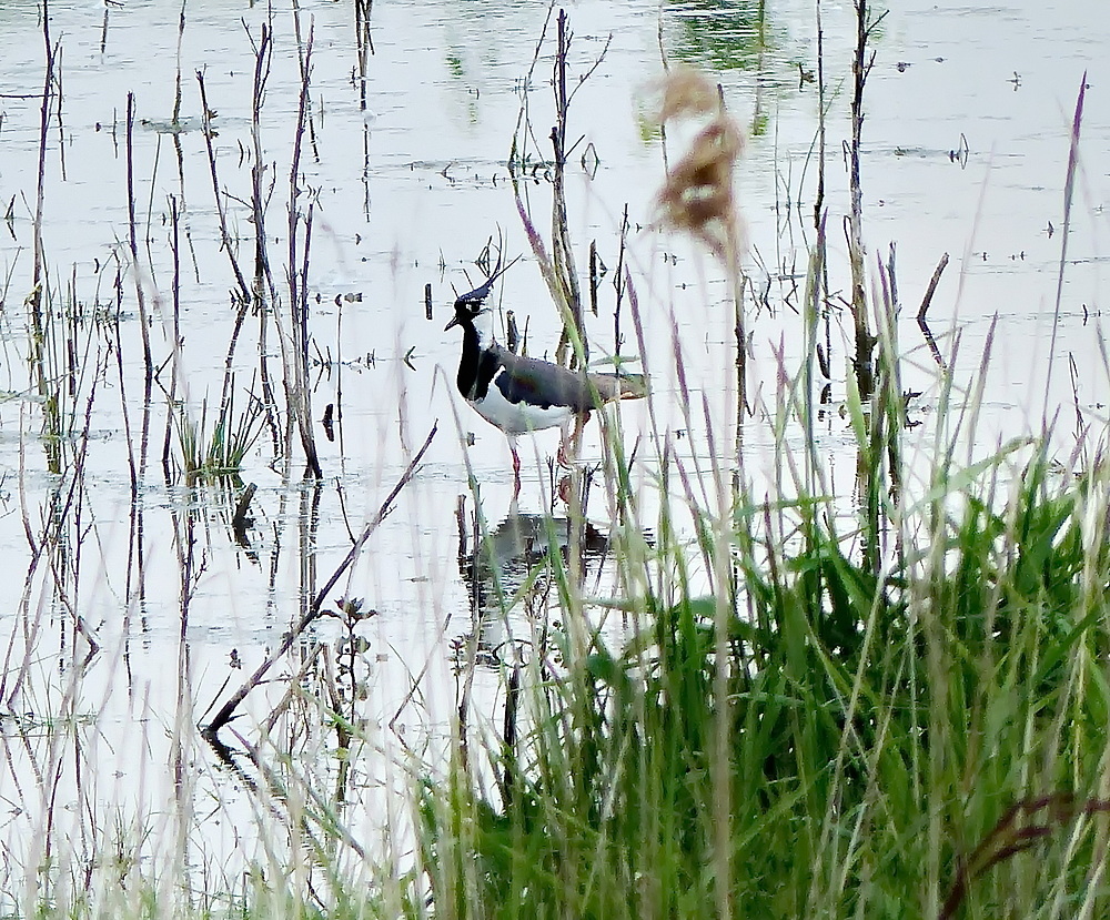 Ein Kibitz am Uferrand Foto & Bild | natur, landschaft, tiere Bilder ...