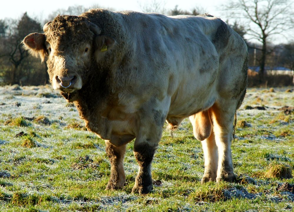 Ein klasse Bulle!!! Foto & Bild | tiere, natur Bilder auf fotocommunity