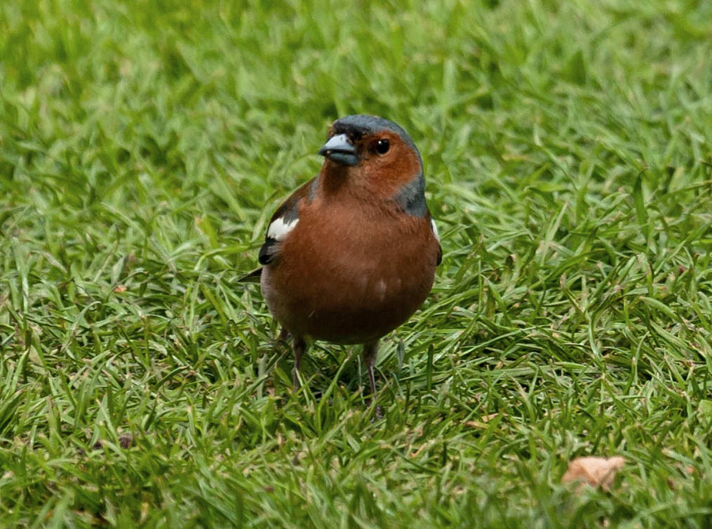 Ein kleiner Bunter 2 Foto & Bild | tiere, wildlife, wild lebende vögel ...