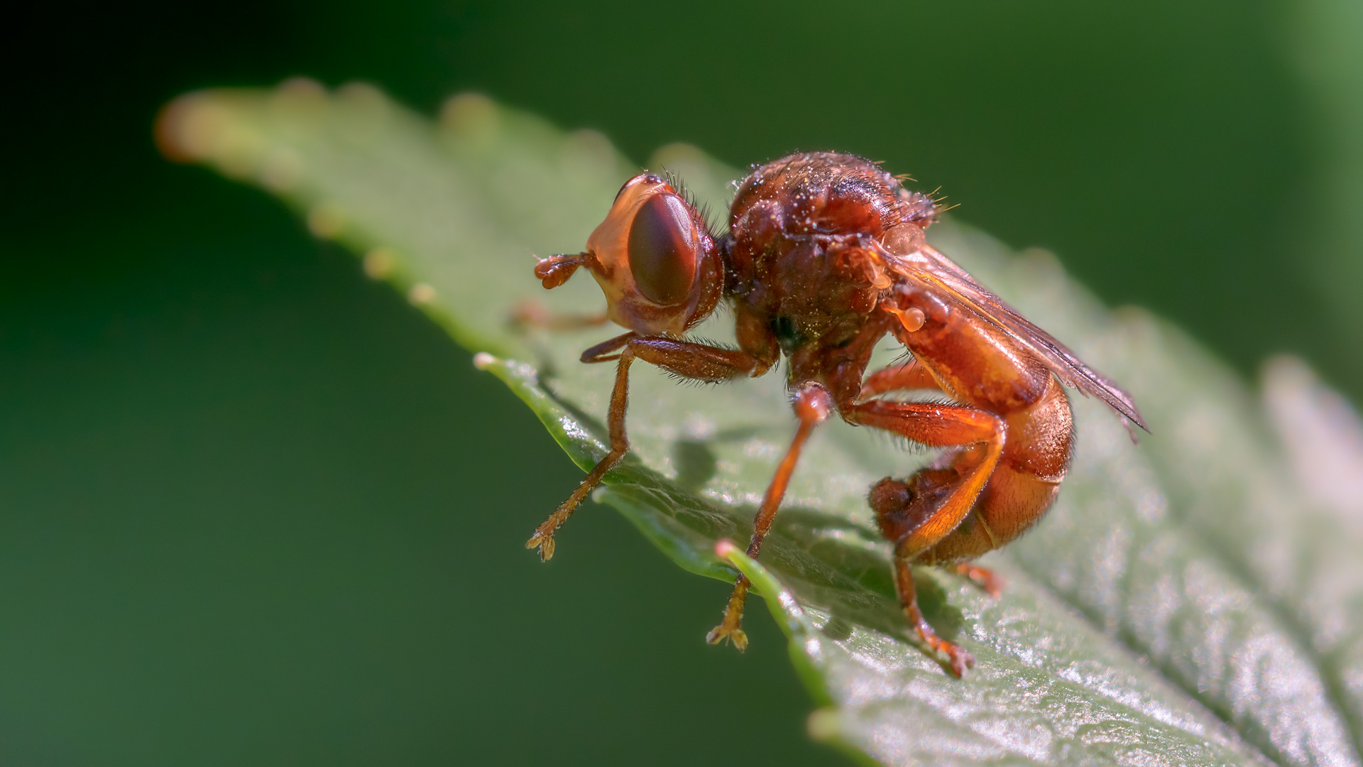 ein kleiner Dickkopf Foto & Bild | world, makro, natur Bilder auf ...
