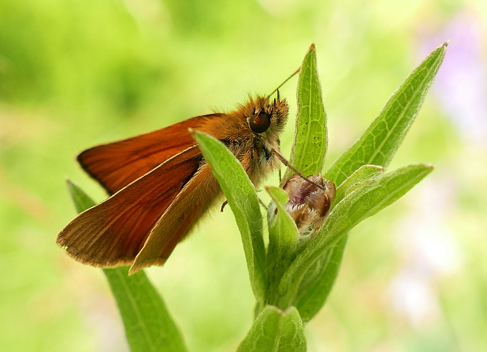 Ein kleiner Dickkopf Foto & Bild | tiere, wildlife, schmetterlinge ...