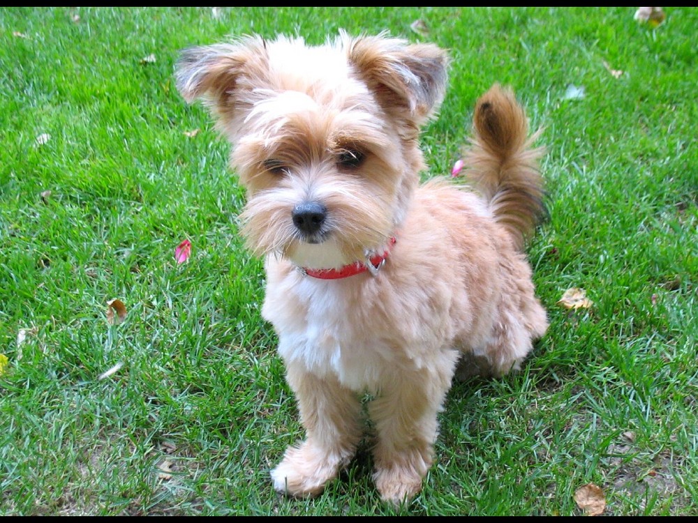 ein kleiner Hund Foto & Bild | tiere, natur Bilder auf fotocommunity