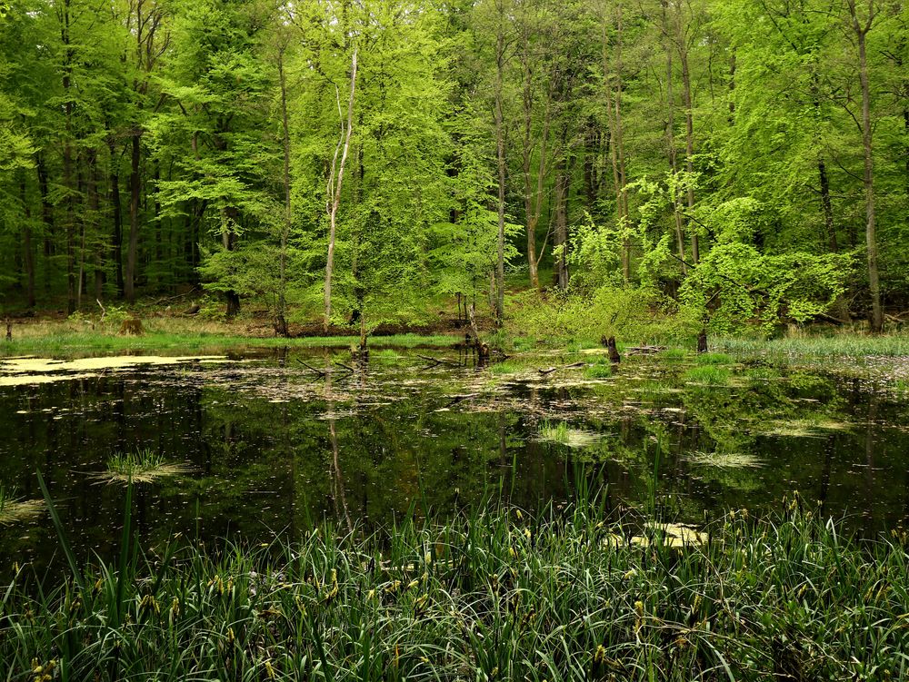 Ein kleiner See im Wald Foto & Bild | landschaft, bach, fluss & see, wald Bilder auf fotocommunity