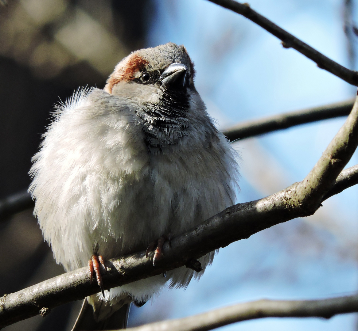 ein kleiner süßer Spatz.... :-) Foto & Bild | tiere, wildlife, wild ...