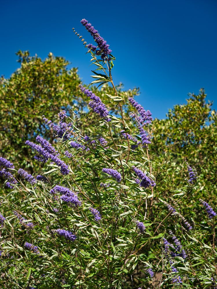 Ein kleiner Teil vom Strauch Foto & Bild | spain, world, spezial Bilder ...