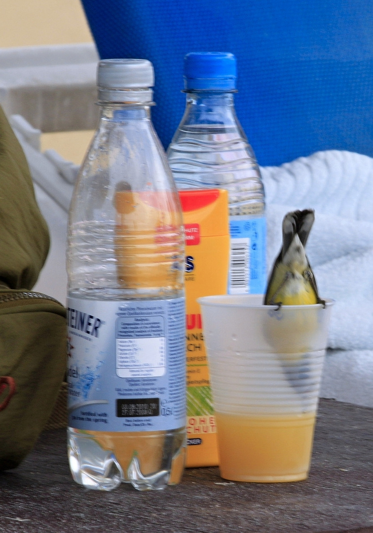 Ein kleiner Trinker Foto & Bild | urlaub, world, vögel Bilder auf ...