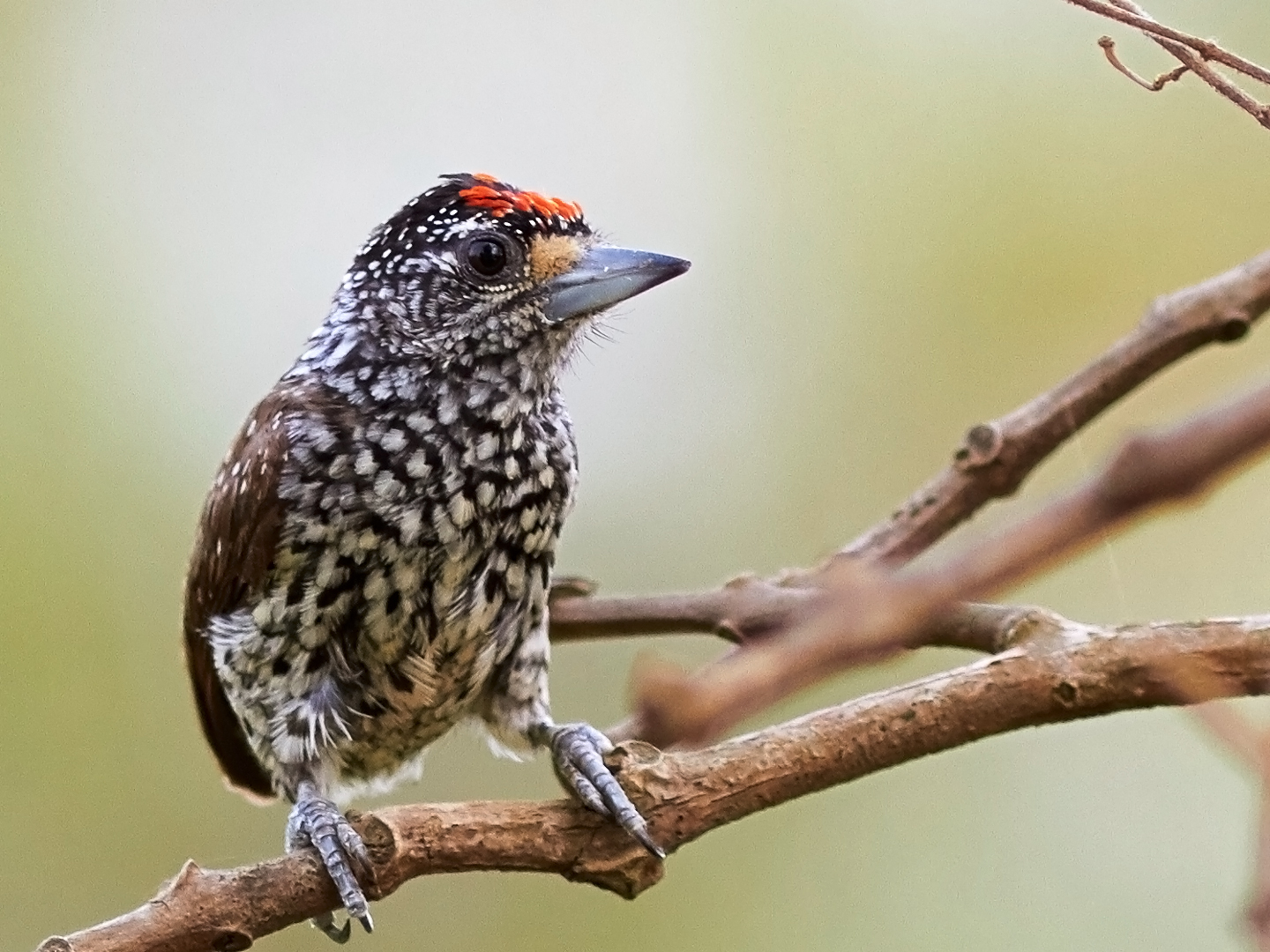Ein Kleinspecht.... Foto & Bild | tiere, wildlife, wild lebende vögel ...