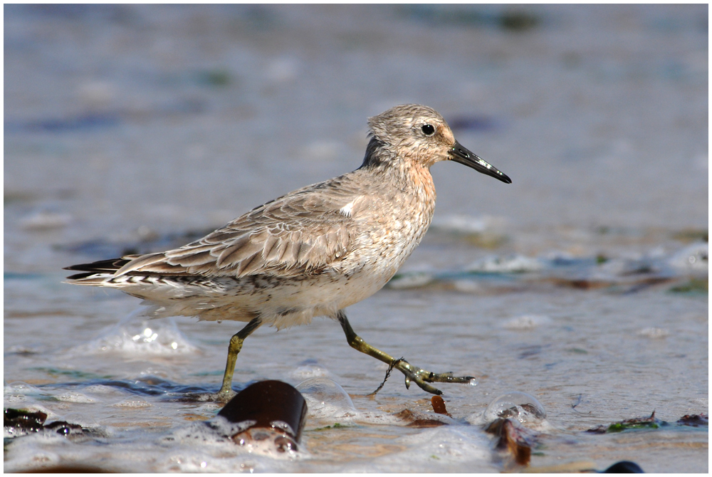 Ein Knutt ... oder ... Foto & Bild | tiere, wildlife, wild lebende ...