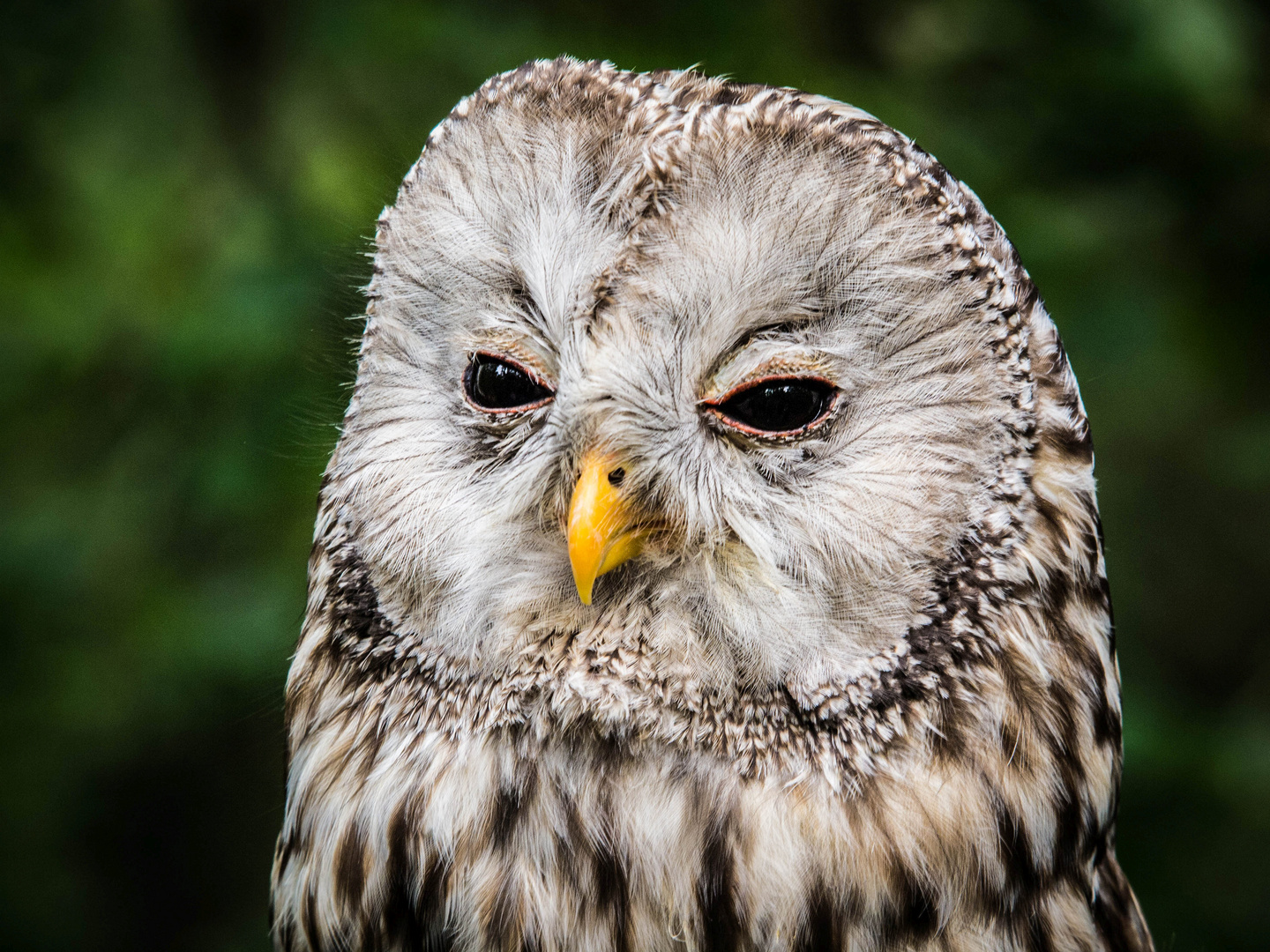 Ein komischer Kauz Foto & Bild | tiere, zoo, wildpark & falknerei ...