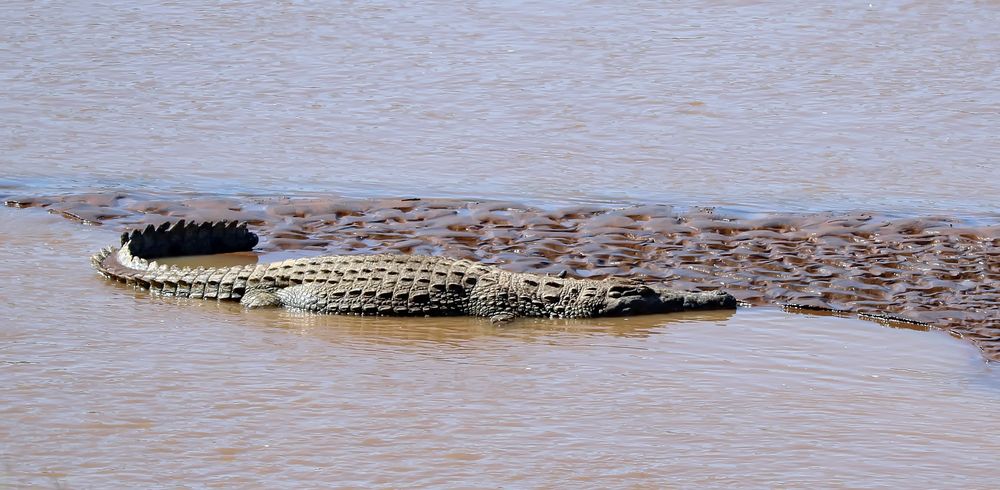 ein Kroko Foto & Bild | natur, tiere, wildlife Bilder auf fotocommunity