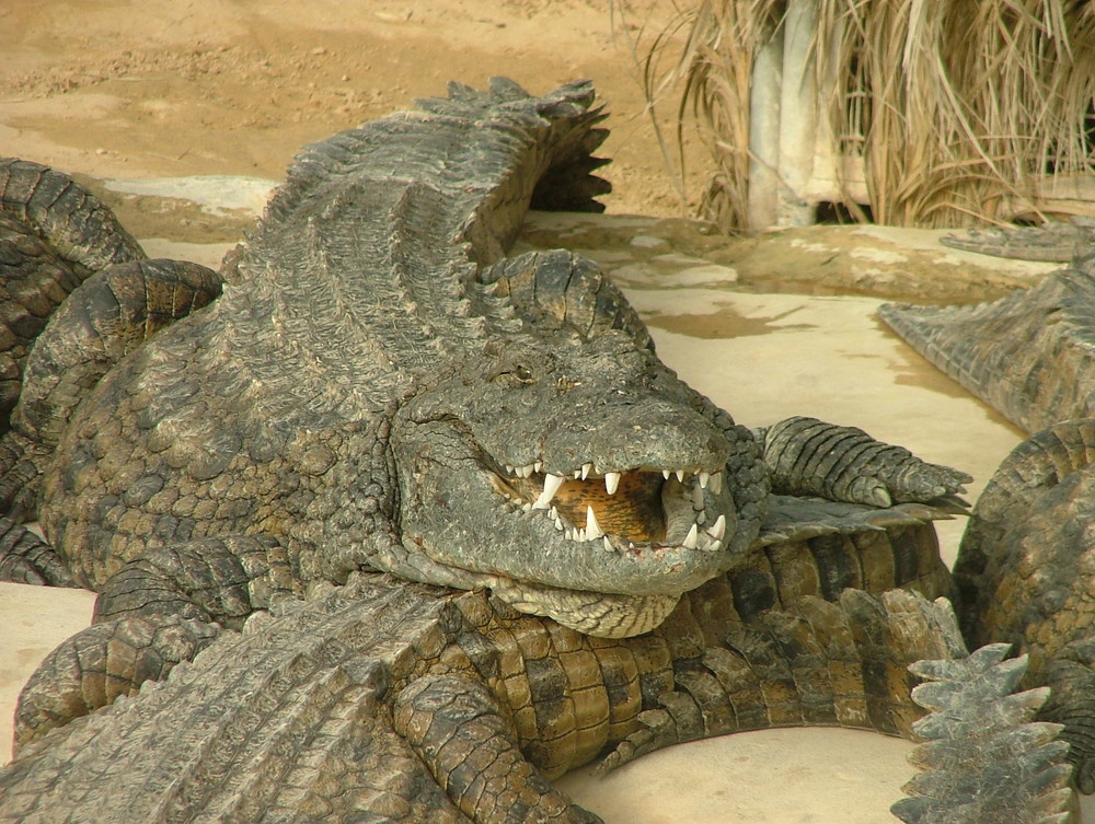 Ein Kroko mit Model-ambitionen Foto & Bild | tiere, zoo, wildpark ...
