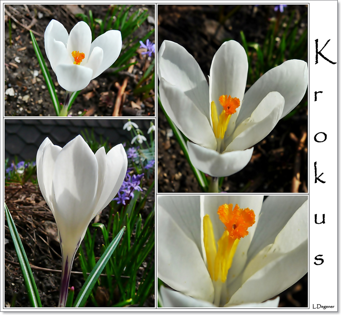 ein Krokus - vier ansichten Foto & Bild | pflanzen, pilze & flechten ...