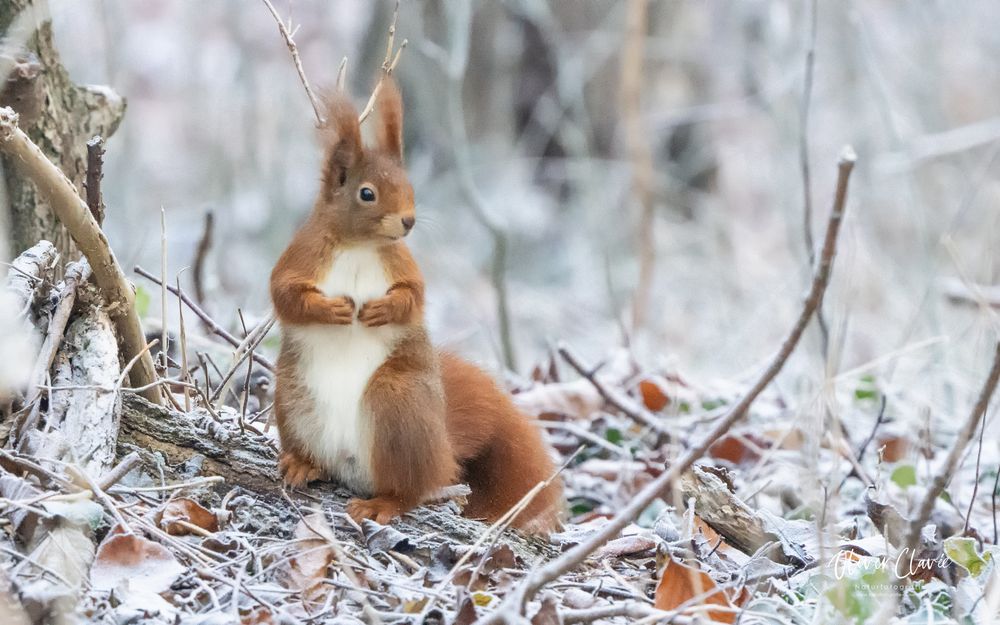 Ein kühler Morgen Foto & Bild | tiere, wildlife, säugetiere Bilder auf ...