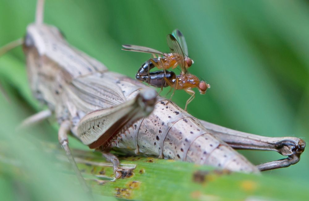 Ein kurzes Zucken der Schrecke --- Foto & Bild | natur, fliegen ...