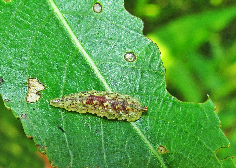 Ein Larve Foto & Bild | natur, insekten, tiere Bilder auf fotocommunity