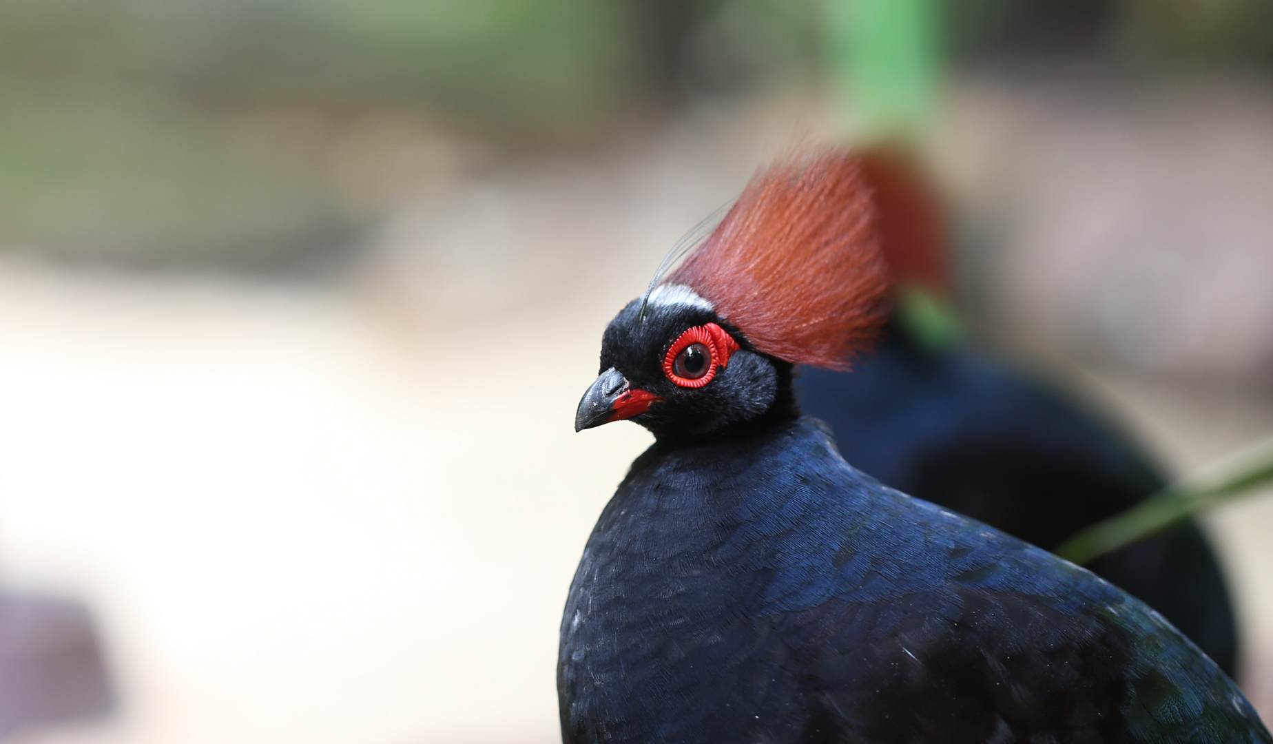 Ein leiser Geselle Foto & Bild | tiere, zoo, wildpark & falknerei ...