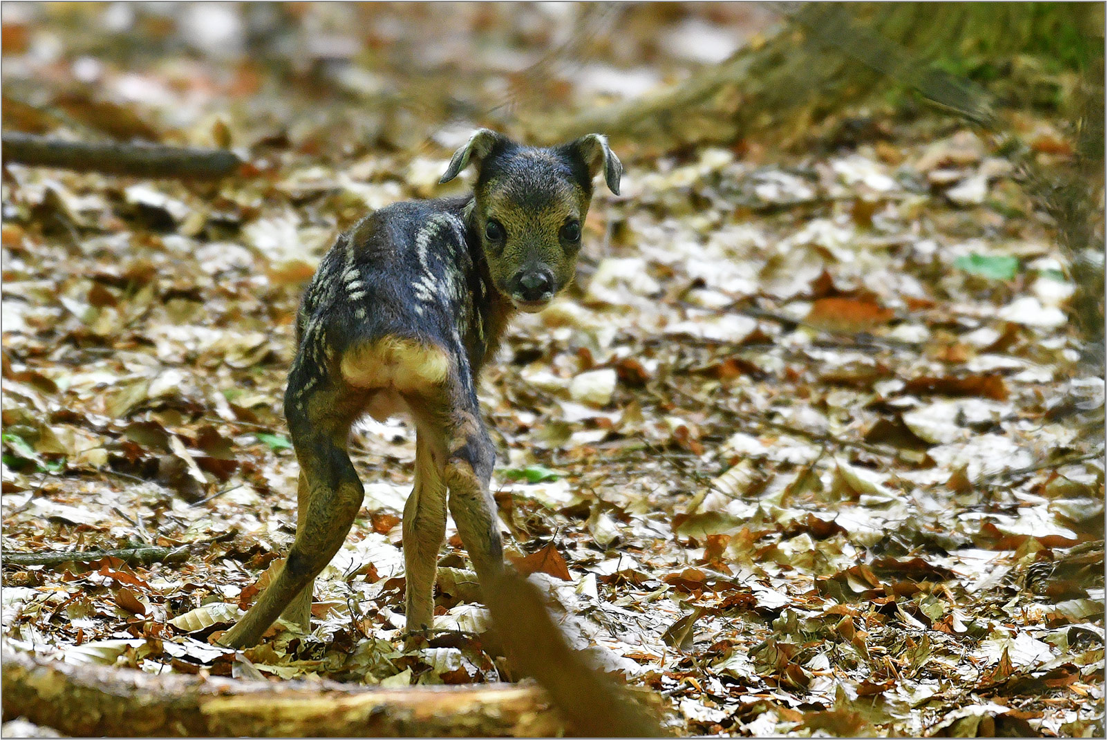 Ein leises Fiepen . . . 4. Foto & Bild | tiere, wildlife, säugetiere ...