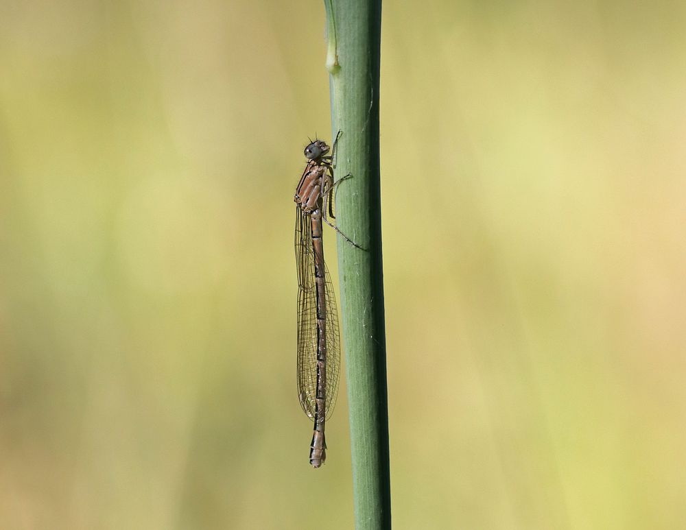 Ein Li-stängelchen Foto & Bild | tiere, wildlife, libellen Bilder auf ...