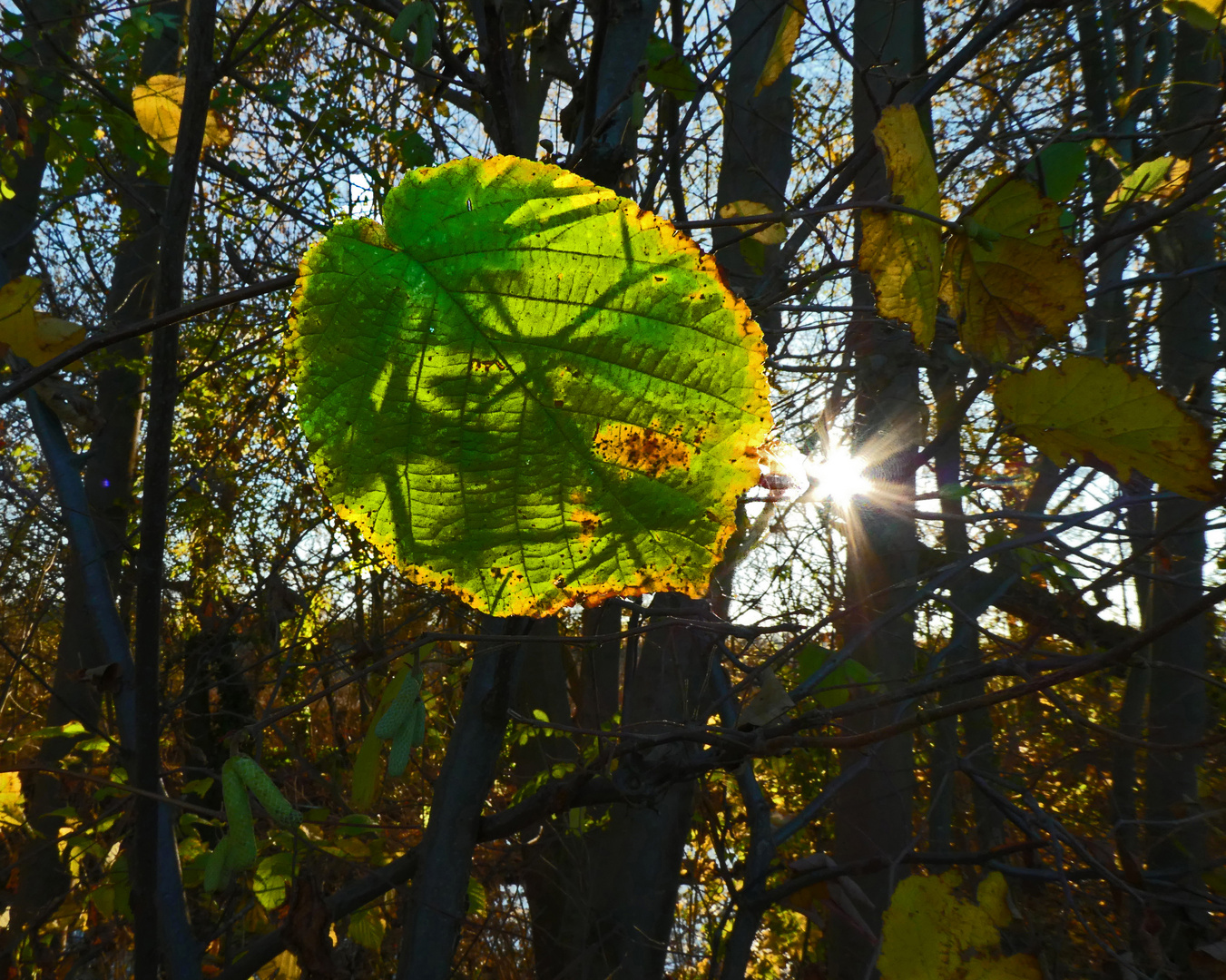 EIN LICHT IM NOVEMBER..... Foto & Bild | bäume, grün, natur Bilder auf ...