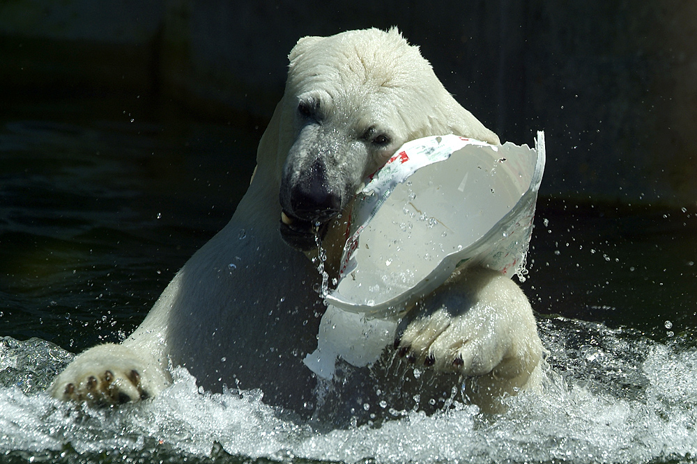 ...ein Loch ist im Eimer ! Foto & Bild | tiere, zoo, wildpark ...