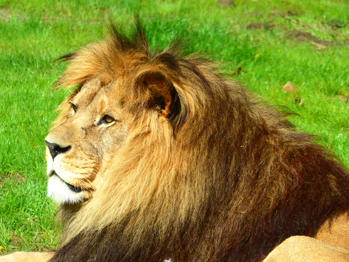 Ein Löwenportrait Foto & Bild | tiere, zoo, wildpark & falknerei ...