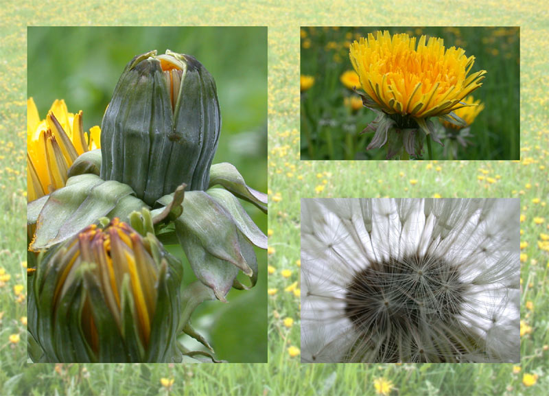 Ein Löwenzahn erzählt Foto & Bild | pflanzen, pilze & flechten, natur ... Ein Löwenzahn erzählt Foto & Bild | pflanzen, pilze & flechten, natur ...