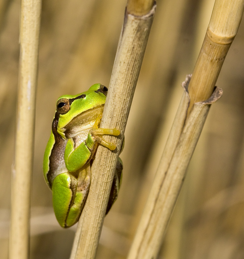 ein Lurch des Vorjahres Foto & Bild | tiere, wildlife, amphibien ...