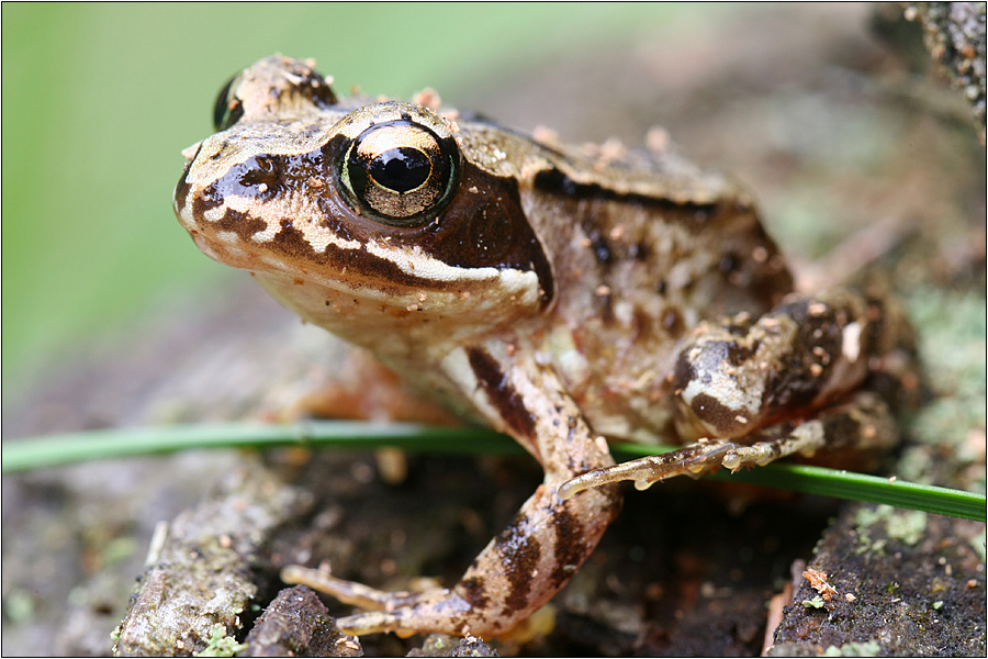 Ein Lurch für zwischendurch Foto & Bild | tiere, wildlife, amphibien ...
