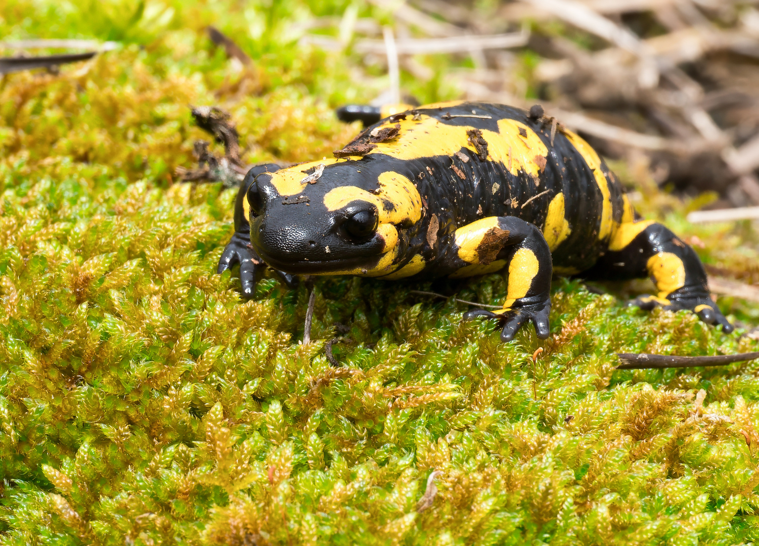 Ein Lurchi Foto & Bild | tiere, wildlife, amphibien & reptilien Bilder ...