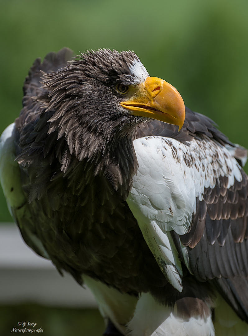 ein mächtiger Kerl Foto & Bild | tiere, zoo, wildpark & falknerei ...