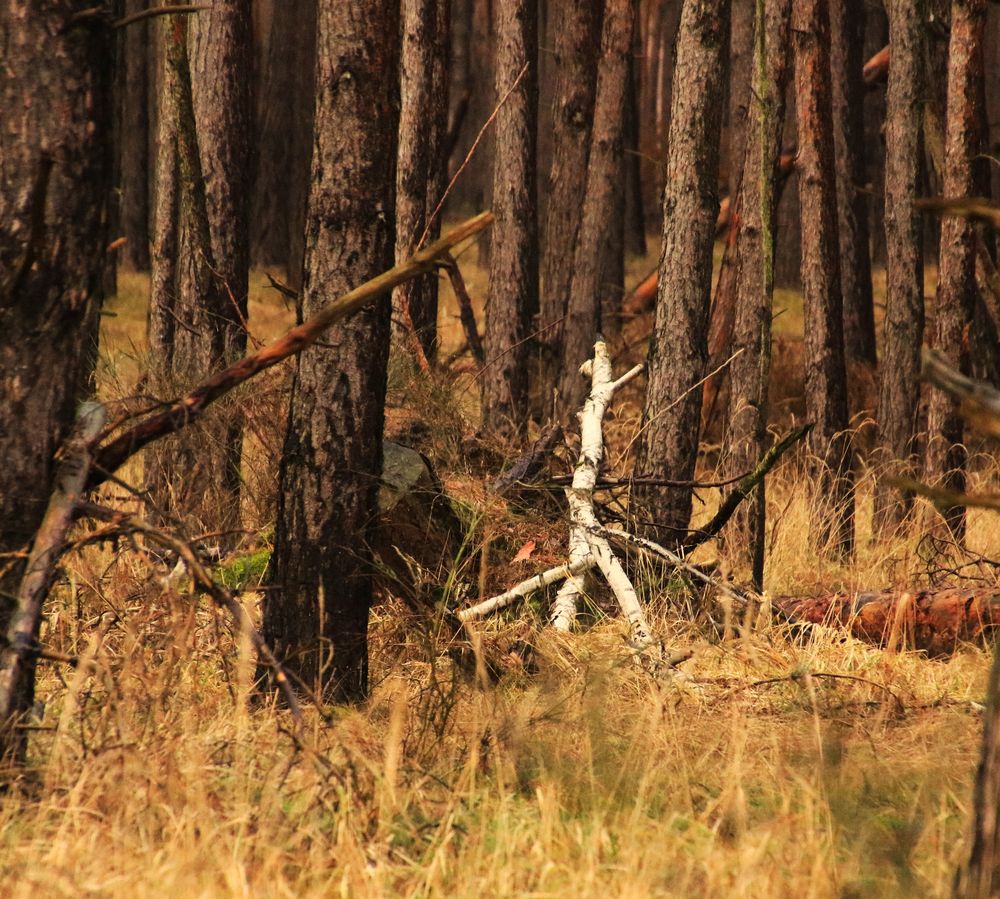 "Ein Männlein steht im Walde" Foto & Bild | landschaft, wald, sonstiges ...