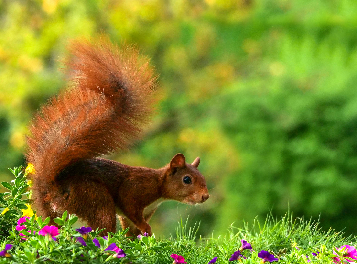 Ein männliches Eichhörnchen im Abendlicht Foto & Bild | tiere, wildlife ... Ein männliches Eichhörnchen im Abendlicht Foto & Bild | tiere, wildlife ...