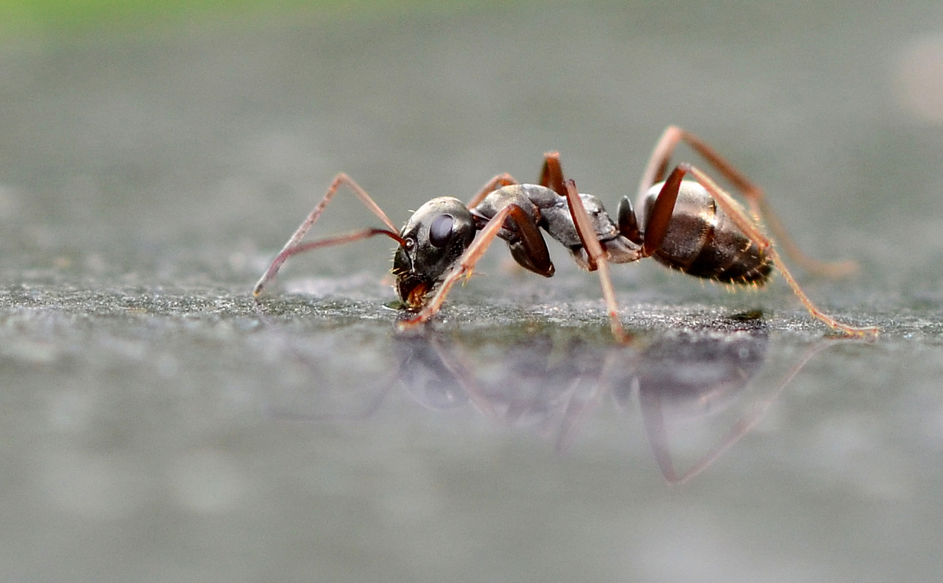 ein Makro .................. Foto & Bild | tiere, wildlife, insekten ...