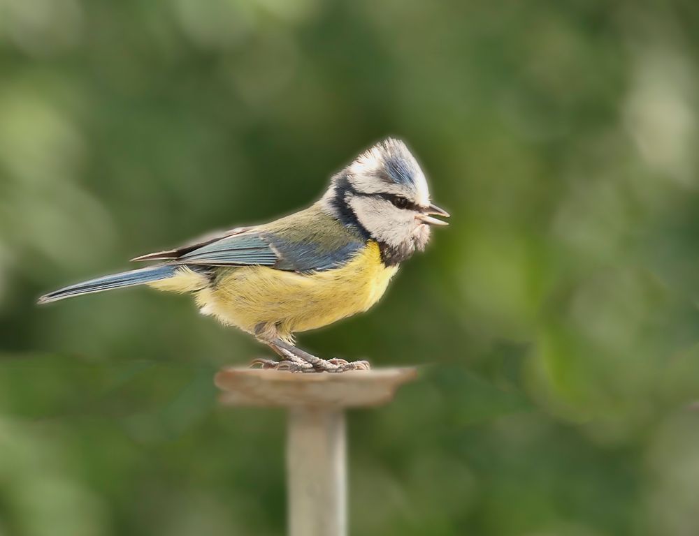 Ein Meisenkind :-) Foto & Bild | natur, tiere, vögel Bilder auf ...
