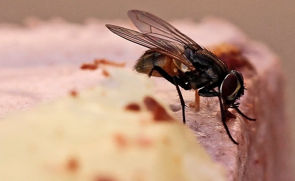 Ein Mitesser ..... Foto & Bild | tiere, wildlife, insekten Bilder auf ...