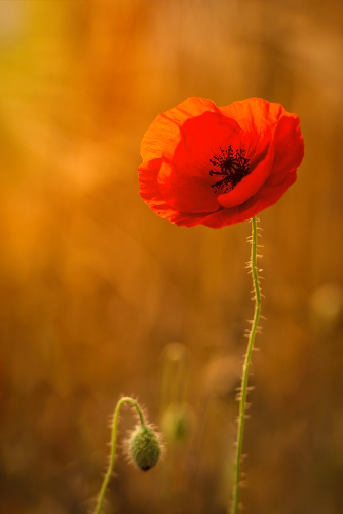 Ein Mohn im Kornfeld Foto & Bild | sommer, makro, natur Bilder auf ...