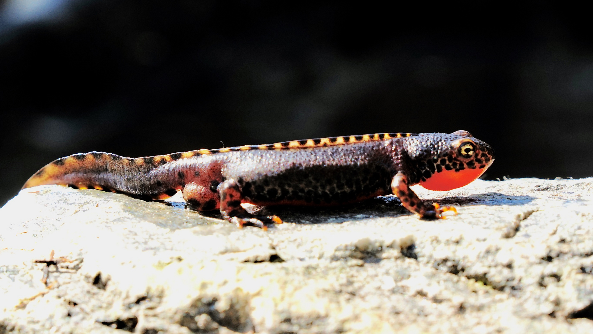 Ein Molch, vielleicht ein Gebirgsmolch Foto & Bild | deutschland ...