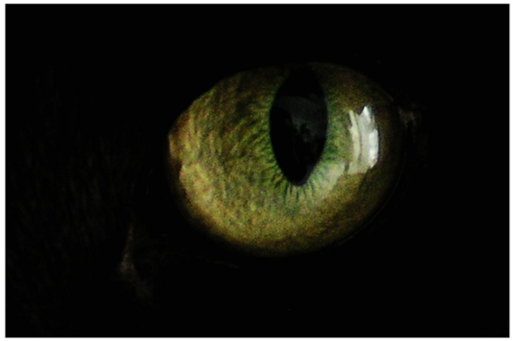 Ein Moment aus der Sicht einer Katze Foto & Bild | nah- & makro, techniken, aufnahme-techniken ...