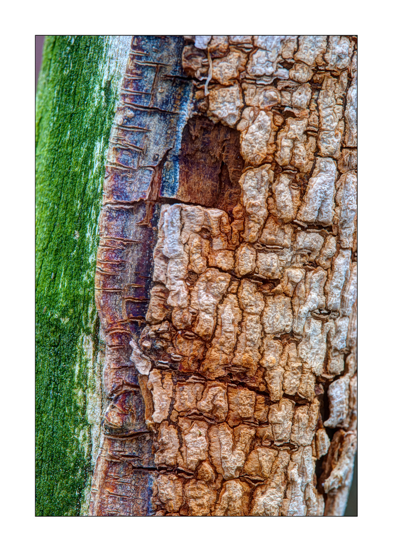 Ein morscher Ast Foto & Bild | pflanzen, pilze & flechten, bäume ...