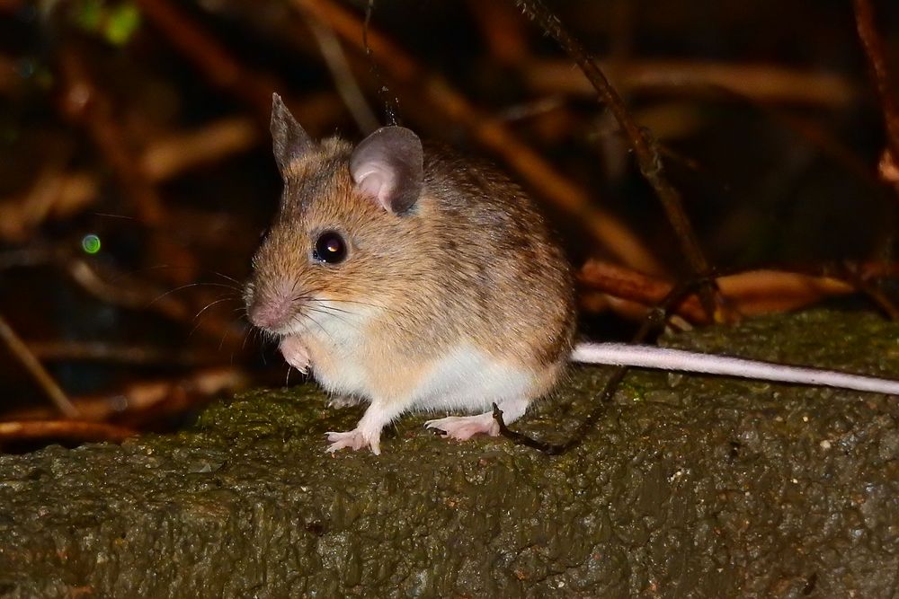 Ein Nager auf Besuch ! Foto & Bild | fotos, natur, nordsee Bilder auf ...