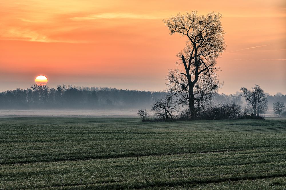 Ein Nebelmorgen im März Foto & Bild | landschaft, Äcker, felder & wiesen, landschaften Bilder ...