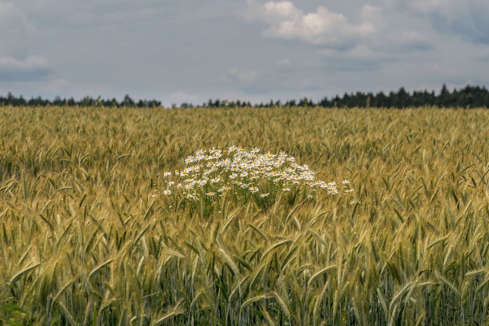 Ein Nest im Kornfeld Foto & Bild | fotos, art, spezial Bilder auf fotocommunity