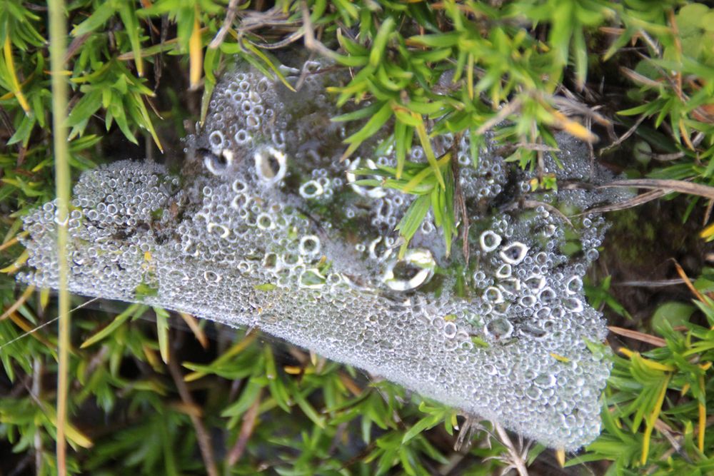 Ein Netz Foto & Bild | wasser, eis, schnee, natur, tropfen Bilder auf ...