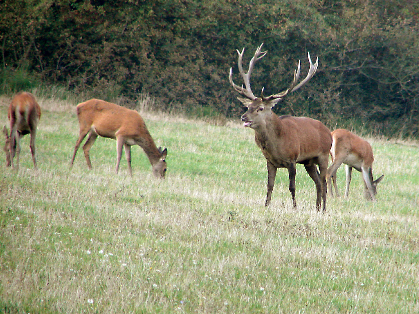 Ein Neuer ist da mit beidseig gegabelter Mittelsprosse. Foto & Bild ...