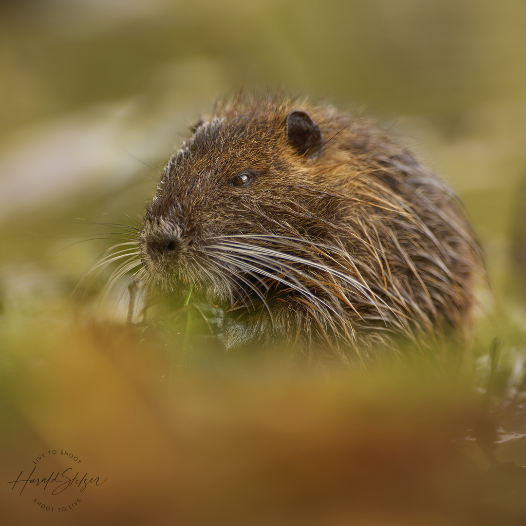 ein Nutria ist wunderbar ... Foto & Bild | tiere, wildlife, säugetiere ...